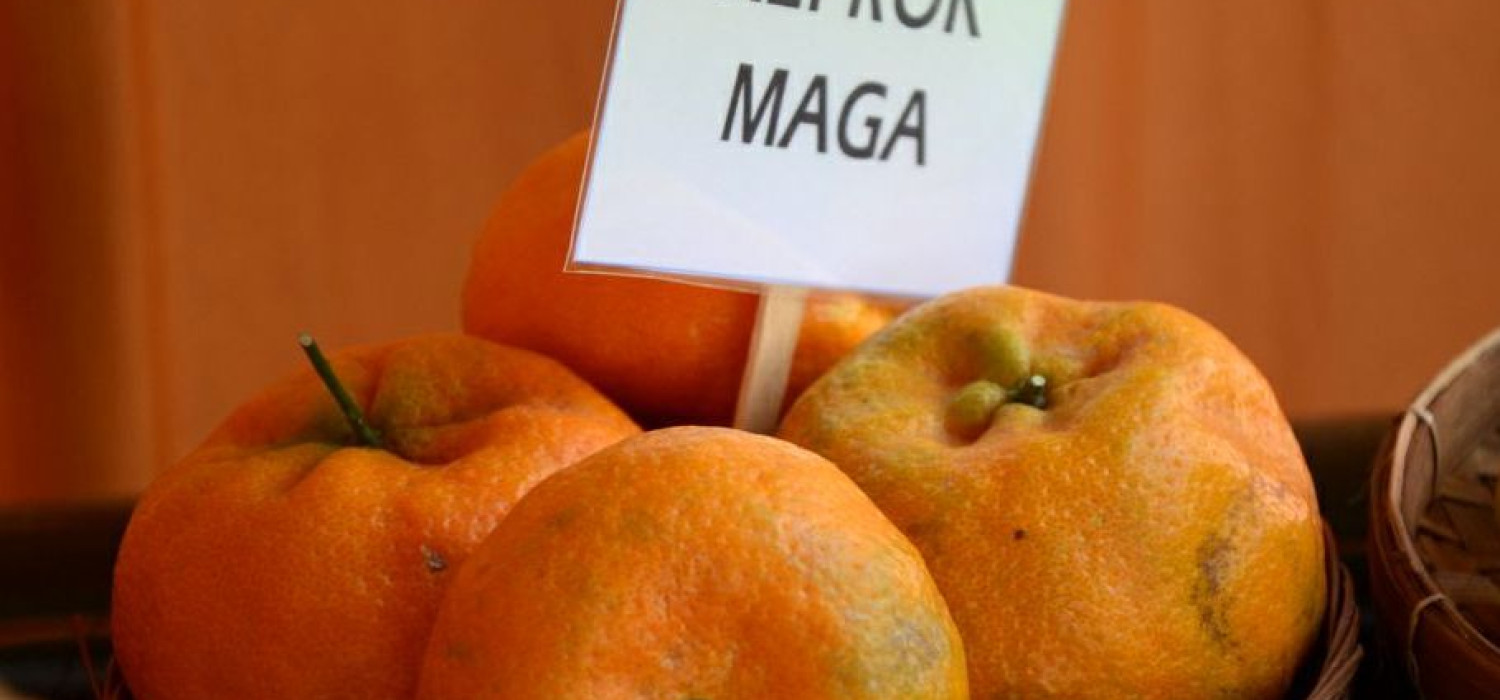 Manisnya Maga, Jeruk Keprok Asal Sumut - KPRI CITRUS