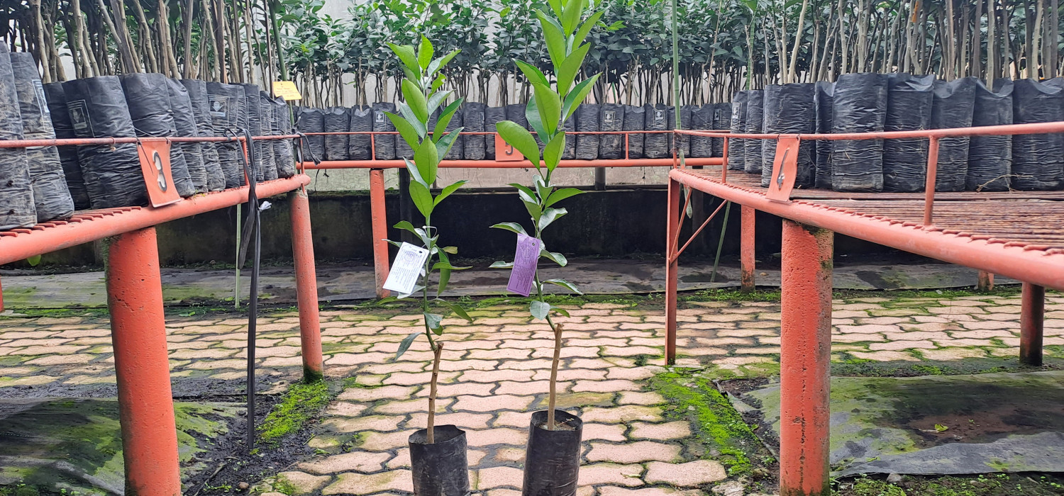 Peran Benih Sumber Untuk Keberhasilan Produksi Jeruk - KPRI CITRUS
